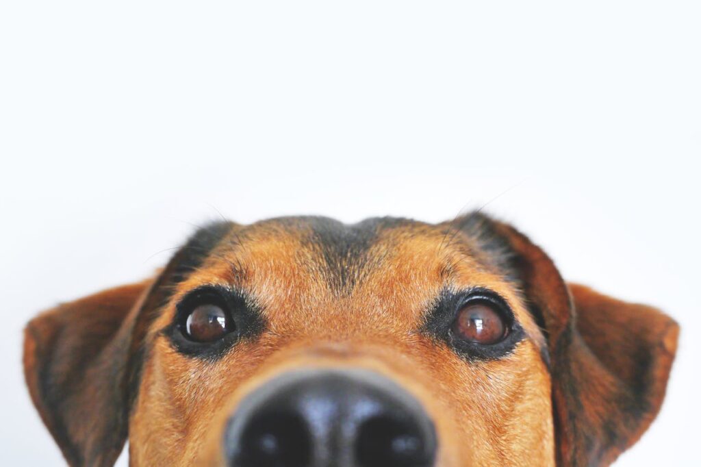 Guia Completo para Cuidar do Seu Animal de Estimação em Regiões Urbanas